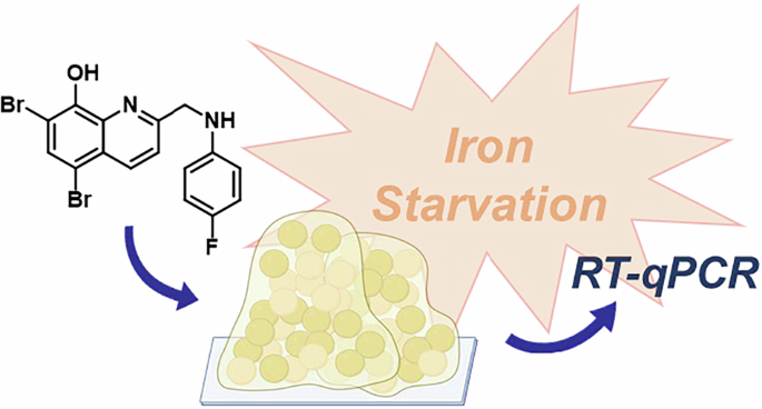 Halogenated quinoline kill agent rapidly induces iron starvation of ...