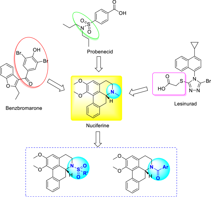 Discovery of novel nuciferine-based URAT1 inhibitors for hyperuricemia ...