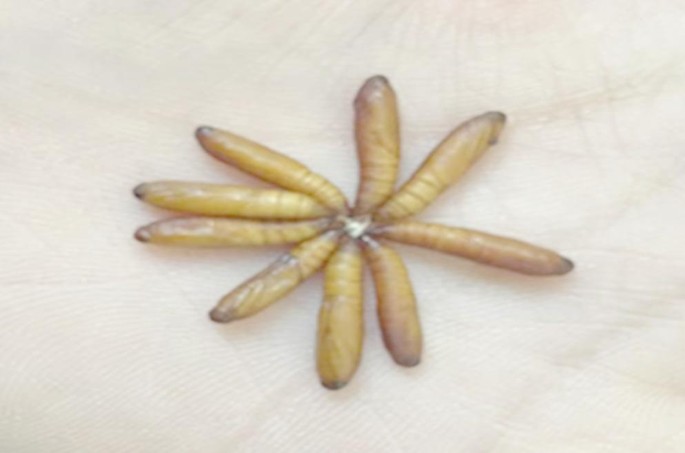 The larval aggregation mechanism of the Asian corn borer and the ...