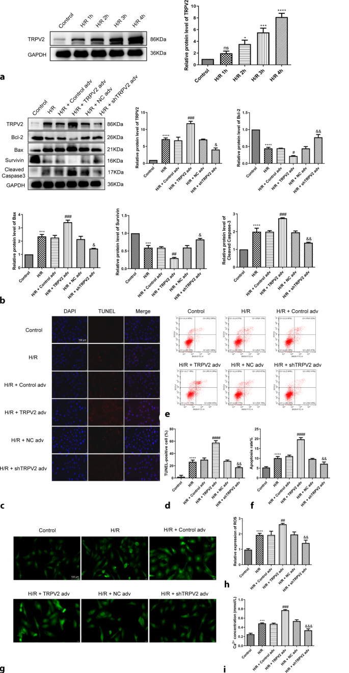 Tetrandrine has protective role in myocardial ischemia/reperfusion ...