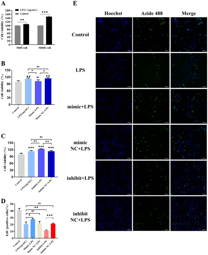 Lipopolysaccharide (LPS)-induced inflammation in RAW264.7 cells is ...