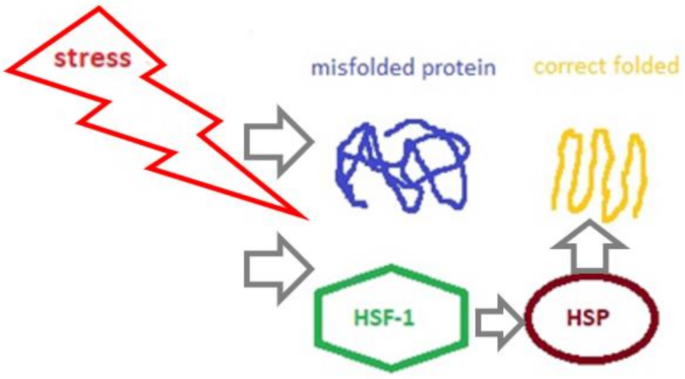 The role of heat shock proteins in fracture healing—a narrative review ...