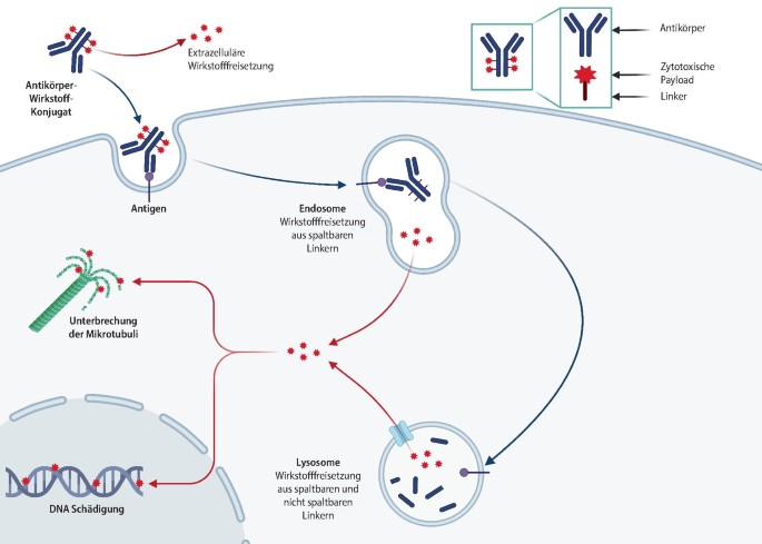 Antikörper-Wirkstoff-Konjugate in der Uroonkologie | Uro-News
