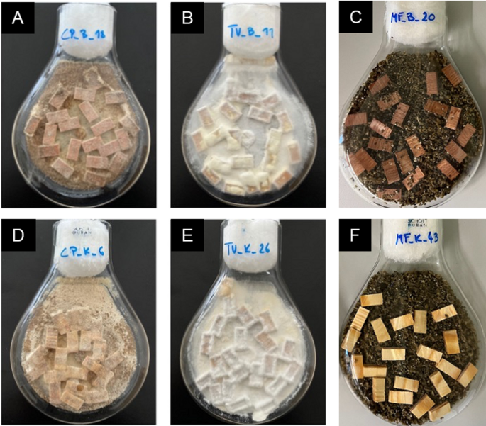 Impact of fungal decay on the structural integrity of wood | European ...