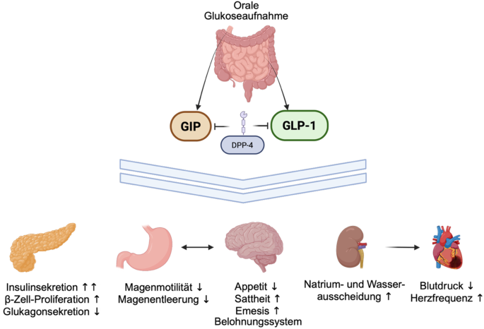Gewichtsreduktion mit Inkretinmimetika – Chancen und Risiken | Die ...