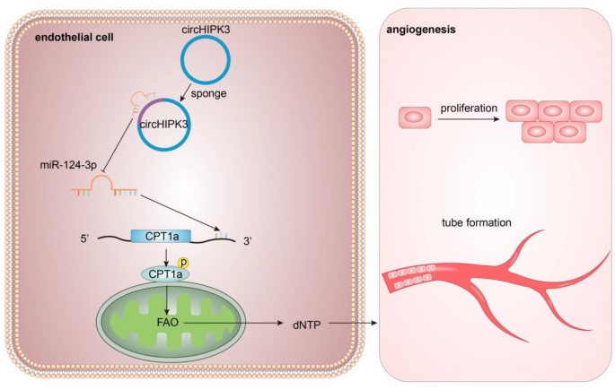 CircHIPK3/miR-124 affects angiogenesis in early-onset preeclampsia via ...