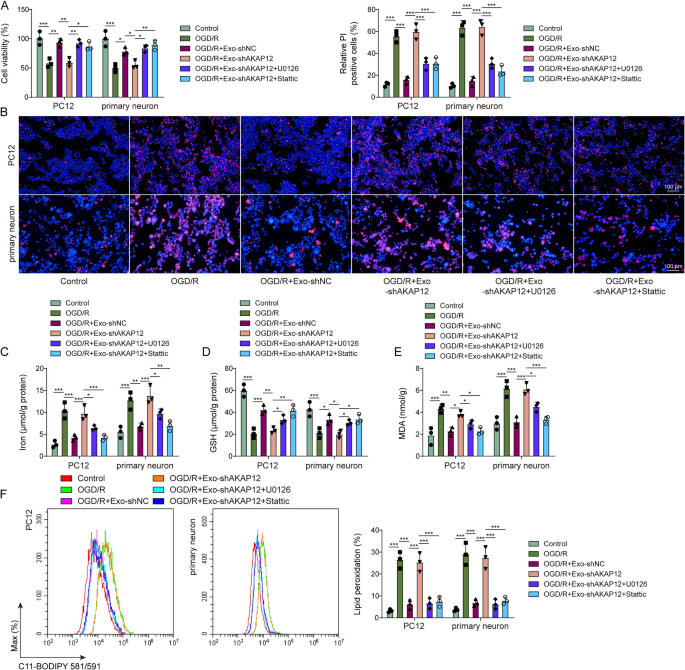 BMSCs-derived exosomal AKAP12 alleviates neuronal cell ferroptosis by ...