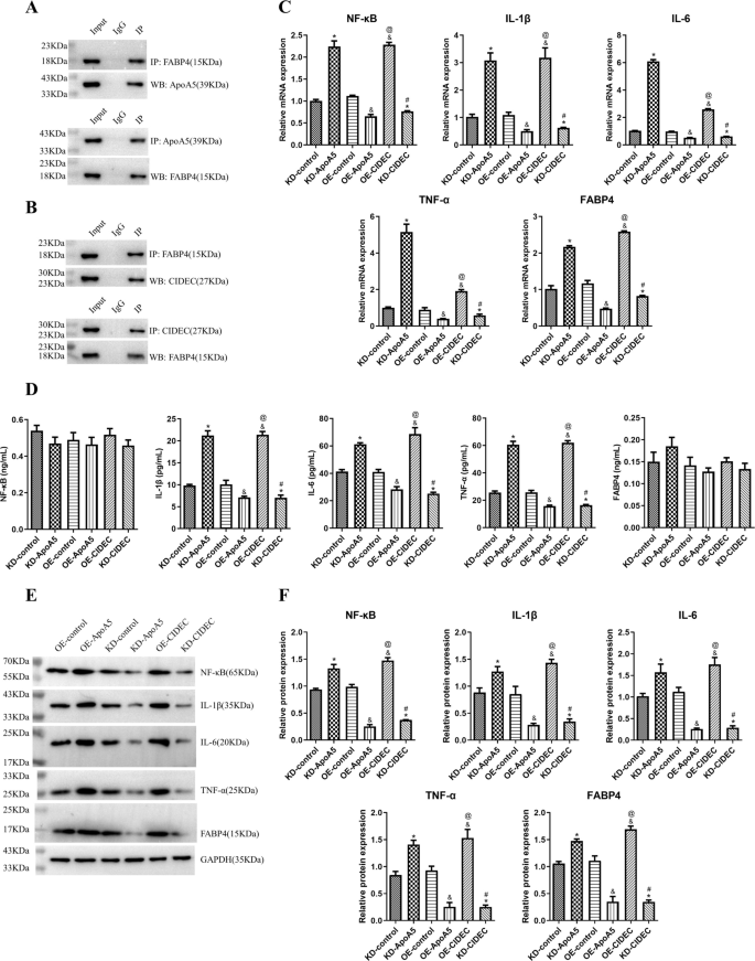 ApoA5-CIDEC axis regulates hepatic lipid metabolism, inflammation, and ...