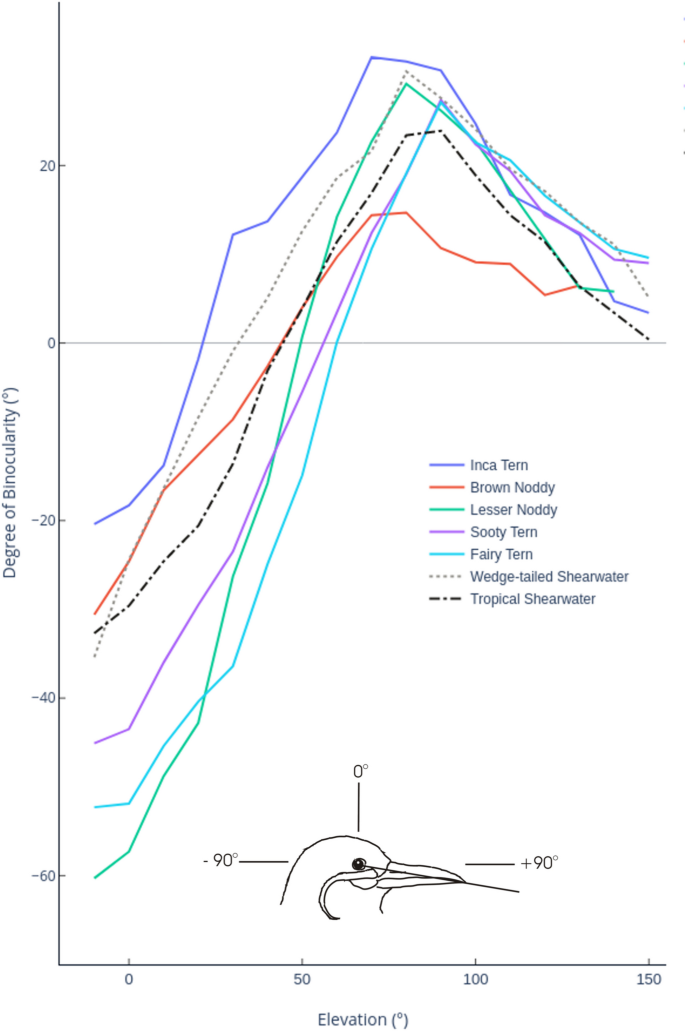 A seabird’s eye view: visual fields of some seabirds (Laridae and ...