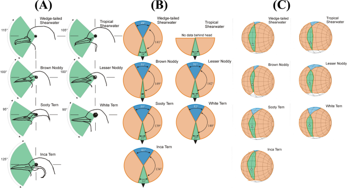 A seabird’s eye view: visual fields of some seabirds (Laridae and ...