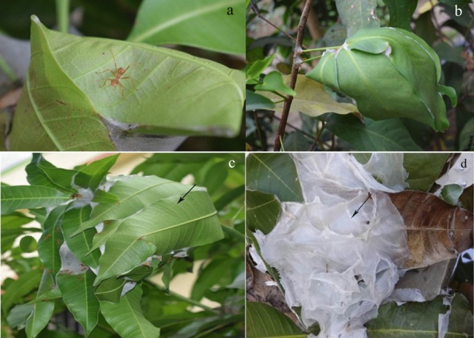 Silk properties of Asian weaver ant changes over time: an understanding ...