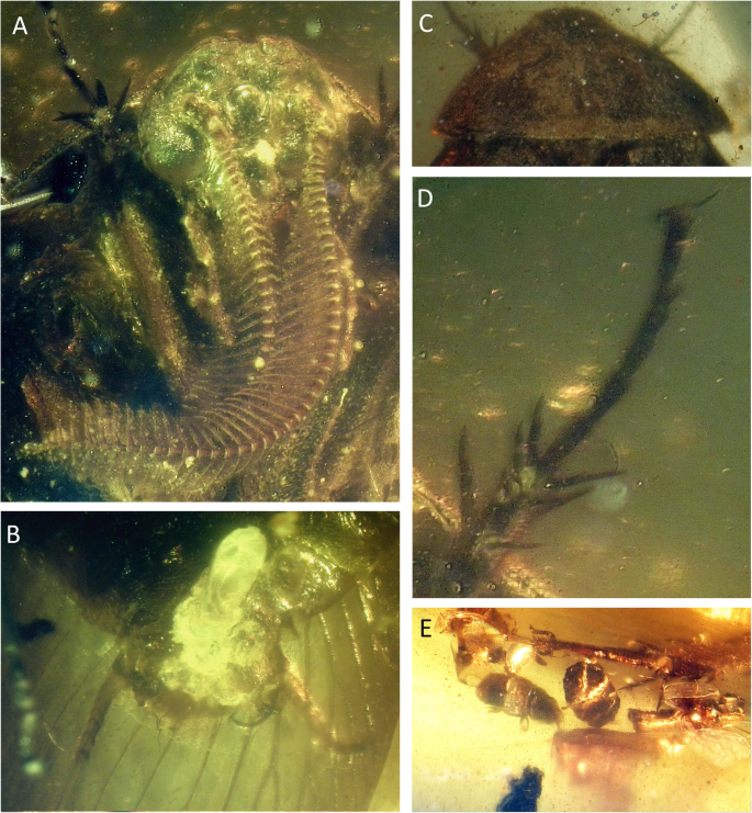 New mid-Cretaceous cockroaches (Blattaria: Corydiidae) from Kachin ...