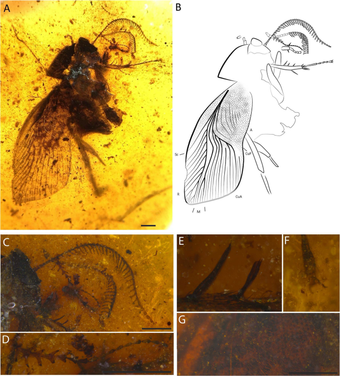 New mid-Cretaceous cockroaches (Blattaria: Corydiidae) from Kachin ...