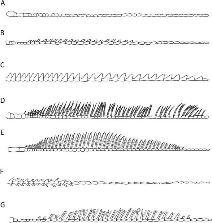 New mid-Cretaceous cockroaches (Blattaria: Corydiidae) from Kachin ...