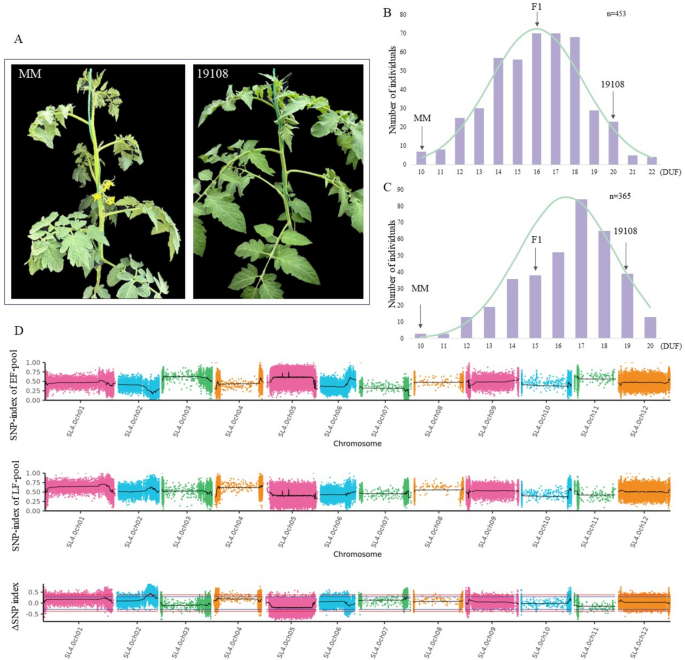 SlJMJ14, identified via QTL‑seq and fine mapping, controls flowering ...