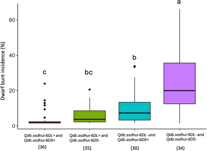 Identification and validation of two quantitative trait loci for dwarf ...