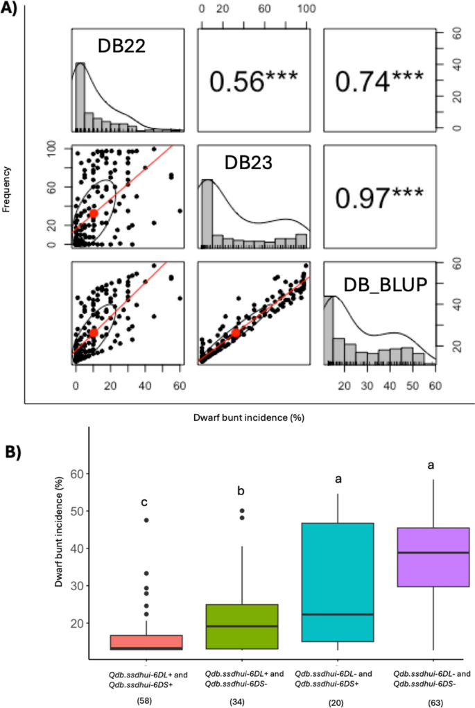 Identification and validation of two quantitative trait loci for dwarf ...