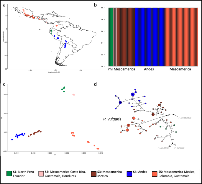 The evolutionary history of the common bean (Phaseolus vulgaris ...