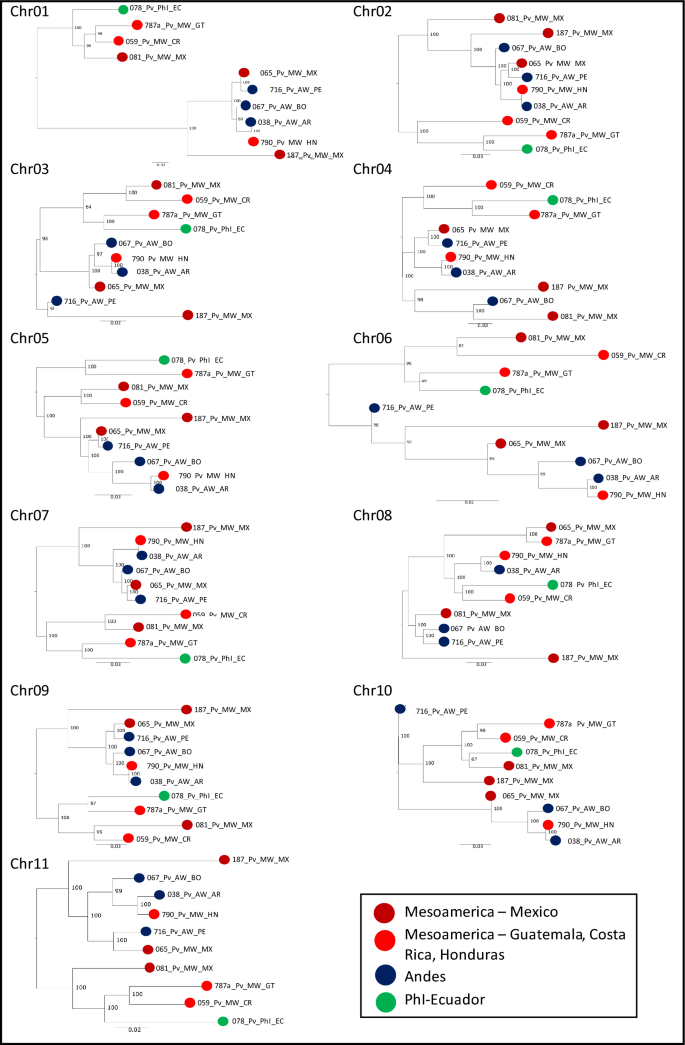 The evolutionary history of the common bean (Phaseolus vulgaris ...