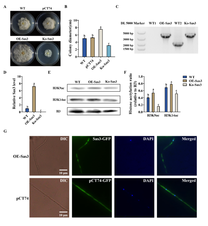 Histone acetyltransferase Sas3 in Phomopsis liquidambaris promotes ...