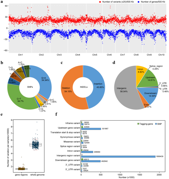 Creating a gene-indexed EMS mutation library of Zheng58 for improving ...