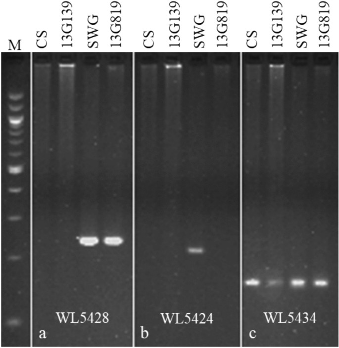 Genomics-enabled dissection of sea wheatgrass genome for advancing ...