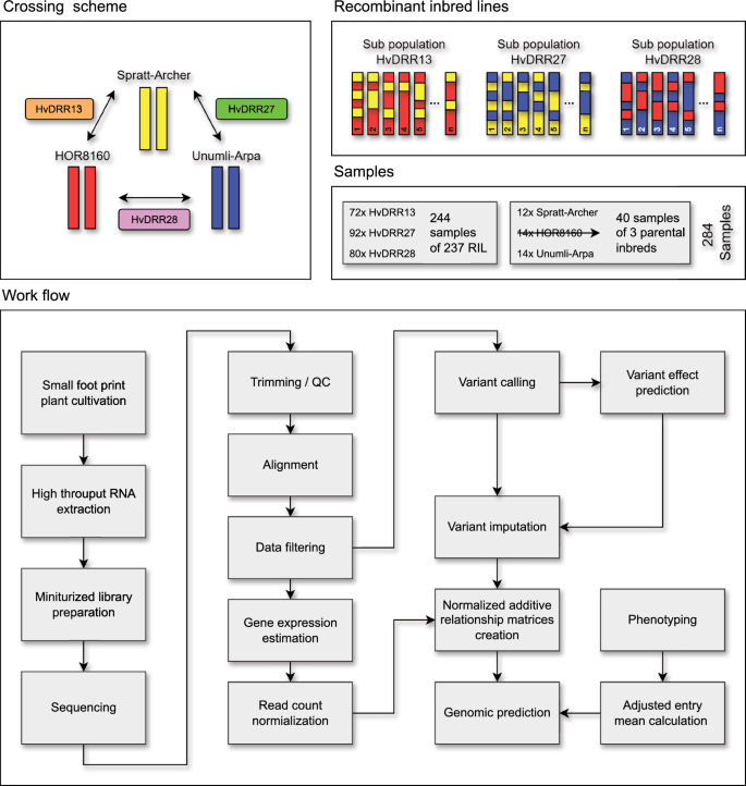 Assessment of genomic prediction capabilities of transcriptome data in ...