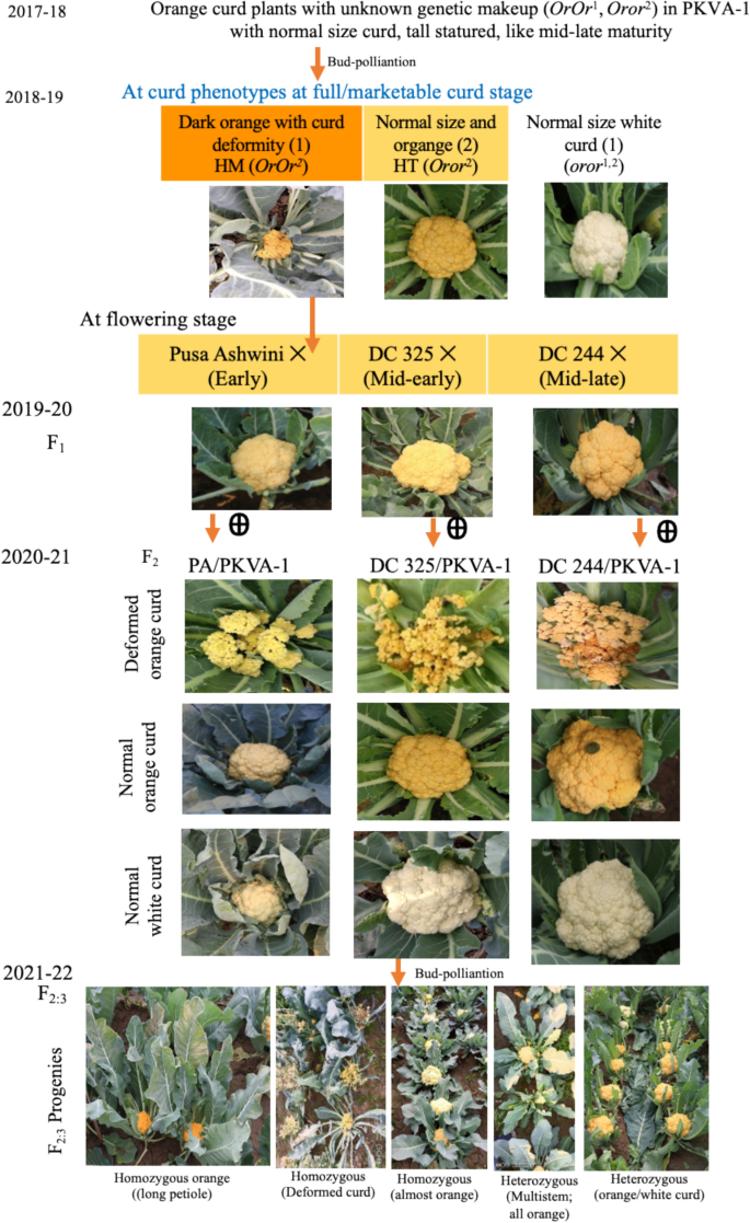 Development of Or-gene-based co-dominant markers and their utilization ...