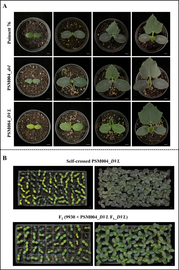 Map-based cloning identifies a missense SNP in CsTRX z, encoding a z ...