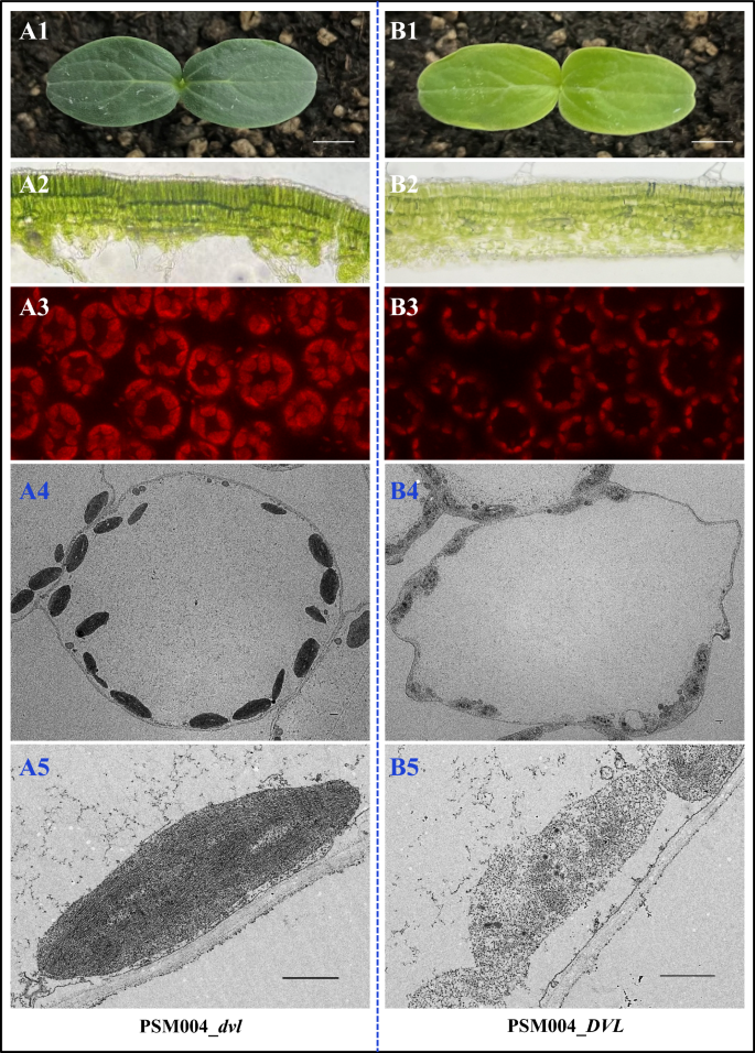 Map-based cloning identifies a missense SNP in CsTRX z, encoding a z ...