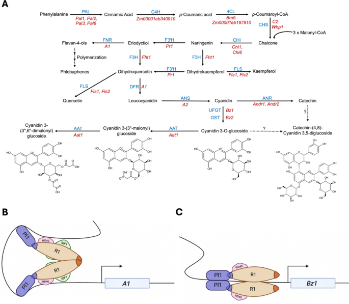 Comparative transcriptomics of anthocyanin accumulation in the pericarp ...