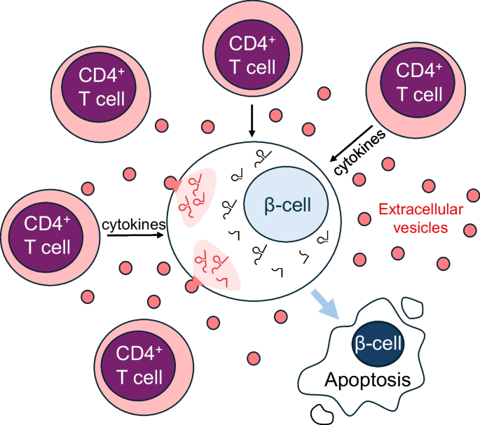 tRNA-derived fragments in T lymphocyte–beta cell crosstalk and in type ...