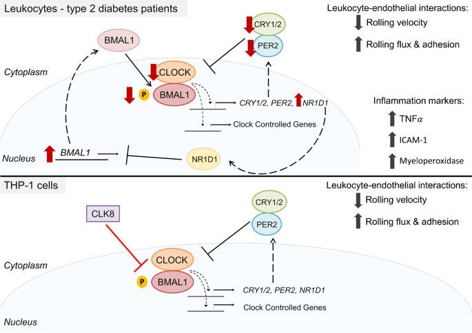 Molecular circadian clock disruption in the leukocytes of individuals ...