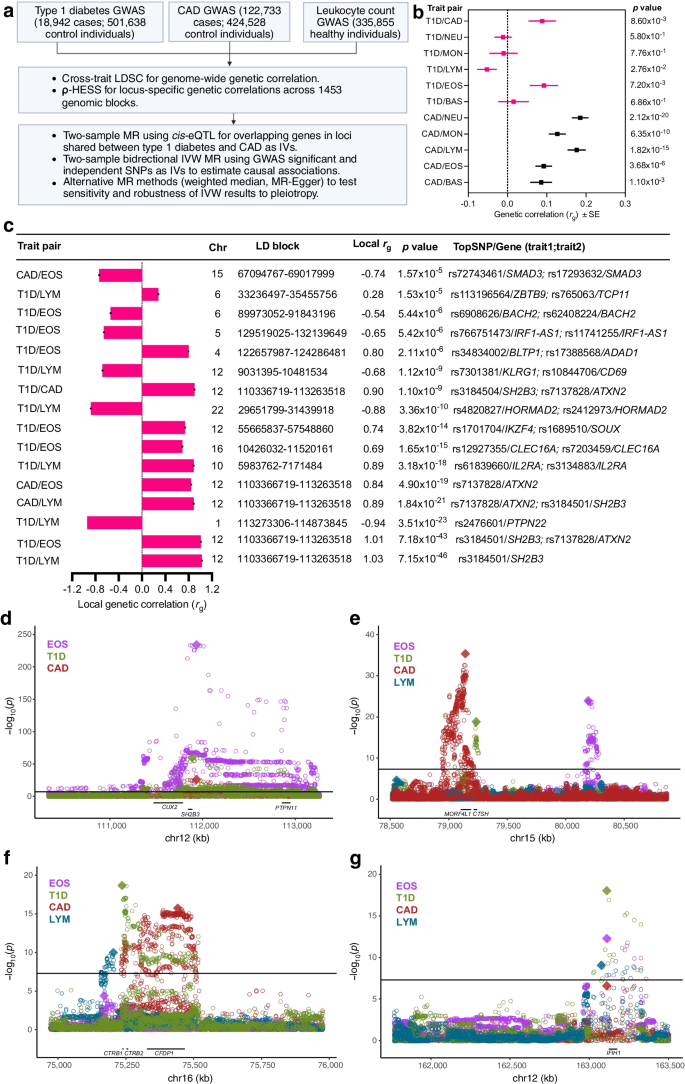 Genetic relations between type 1 diabetes, coronary artery disease and ...