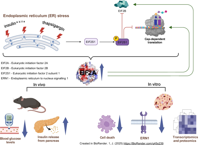 Eukaryotic translation initiation factor 2A protects pancreatic beta ...