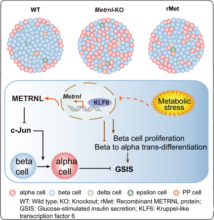 METRNL represses beta-to-alpha cell trans-differentiation to maintain ...