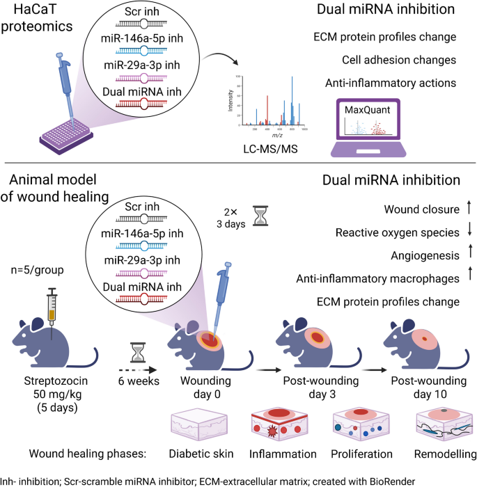 Improved wound healing by dual inhibition of miR-146a-5p and miR-29a-3p ...