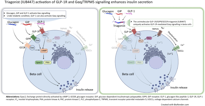 GLP-1/GIP/GCG receptor triagonist (IUB447) enhances insulin secretion ...