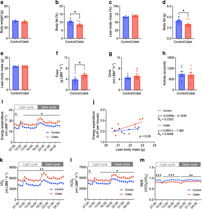 Cideb knockdown in mice increases mitochondrial fat oxidation and ...
