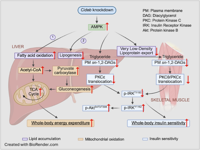 Cideb knockdown in mice increases mitochondrial fat oxidation and ...