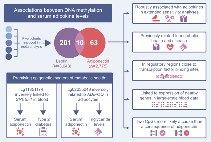 DNA methylation of genes involved in lipid metabolism drives adiponectin levels and metabolic ...