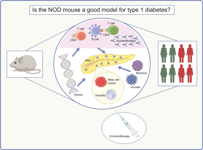 Is the NOD mouse a good model for type 1 diabetes? | Diabetologia