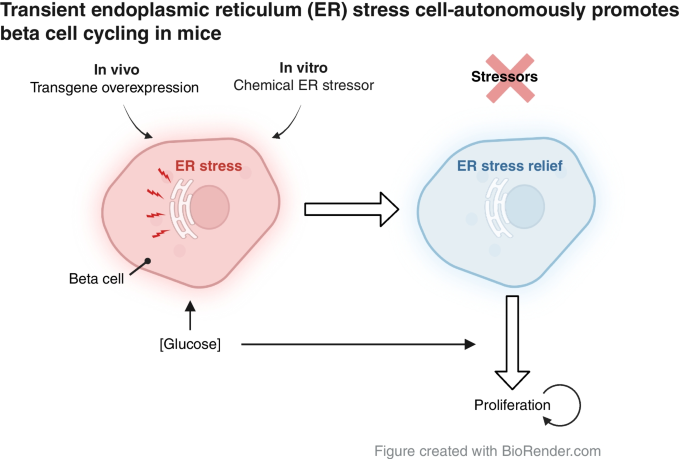 Transient ER stress cell-autonomously promotes beta cell cycling in ...