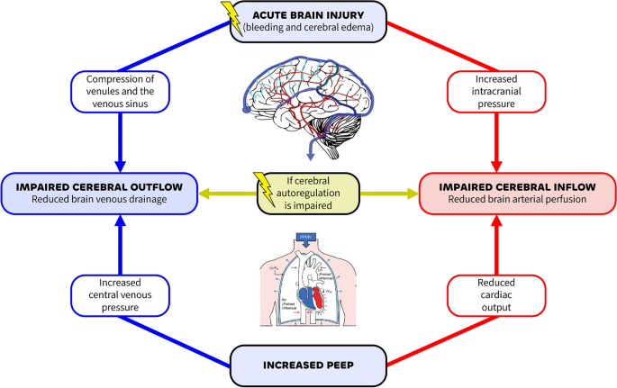 Pathophysiology and clinical applications of PEEP in acute brain injury ...
