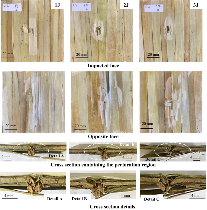 Impact response of new bio-sandwiches manufactured with a cork core and ...