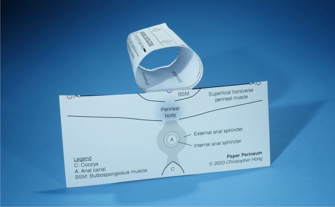 The Paper Perineum Model: An Accessible Three-Dimensional Model for ...