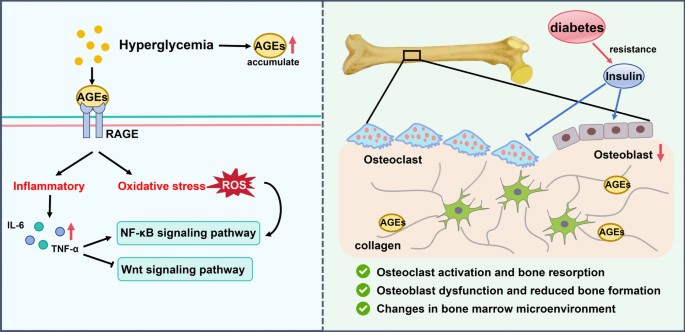 Interaction between diabetes and osteoporosis: imbalance between ...