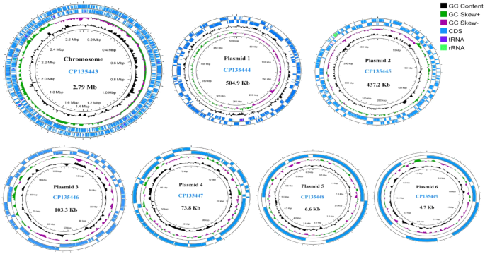 Thioclava litoralis sp. nov., a novel species of alphaproteobacterium ...