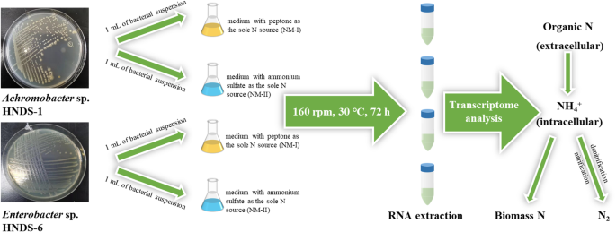 Transcriptome analysis of the degradation process of organic nitrogen ...