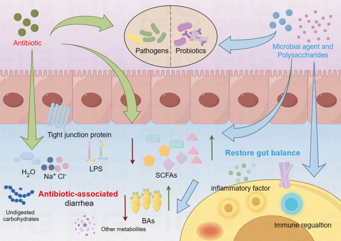 Polysaccharides of natural products alleviate antibiotic-associated ...